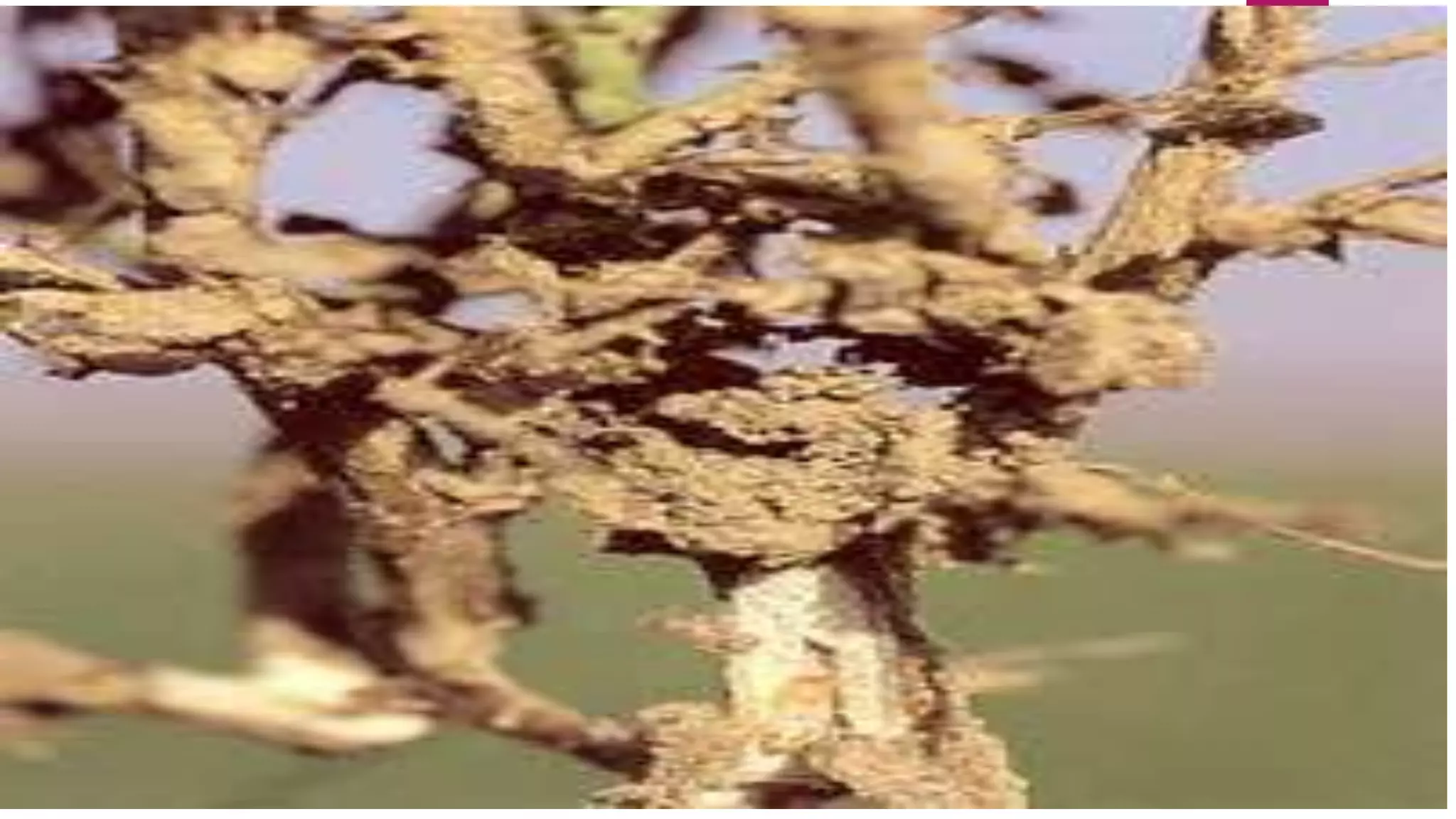 Pests of wheat | PPTX