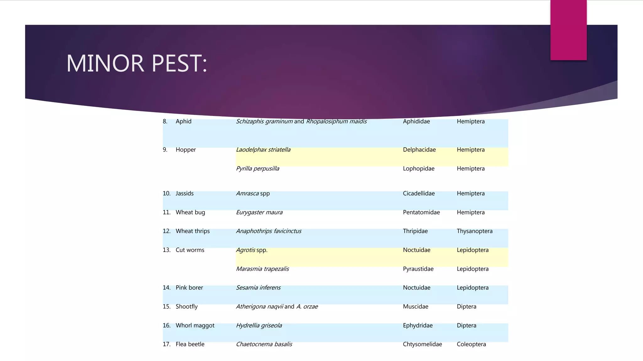Pests of wheat | PPTX