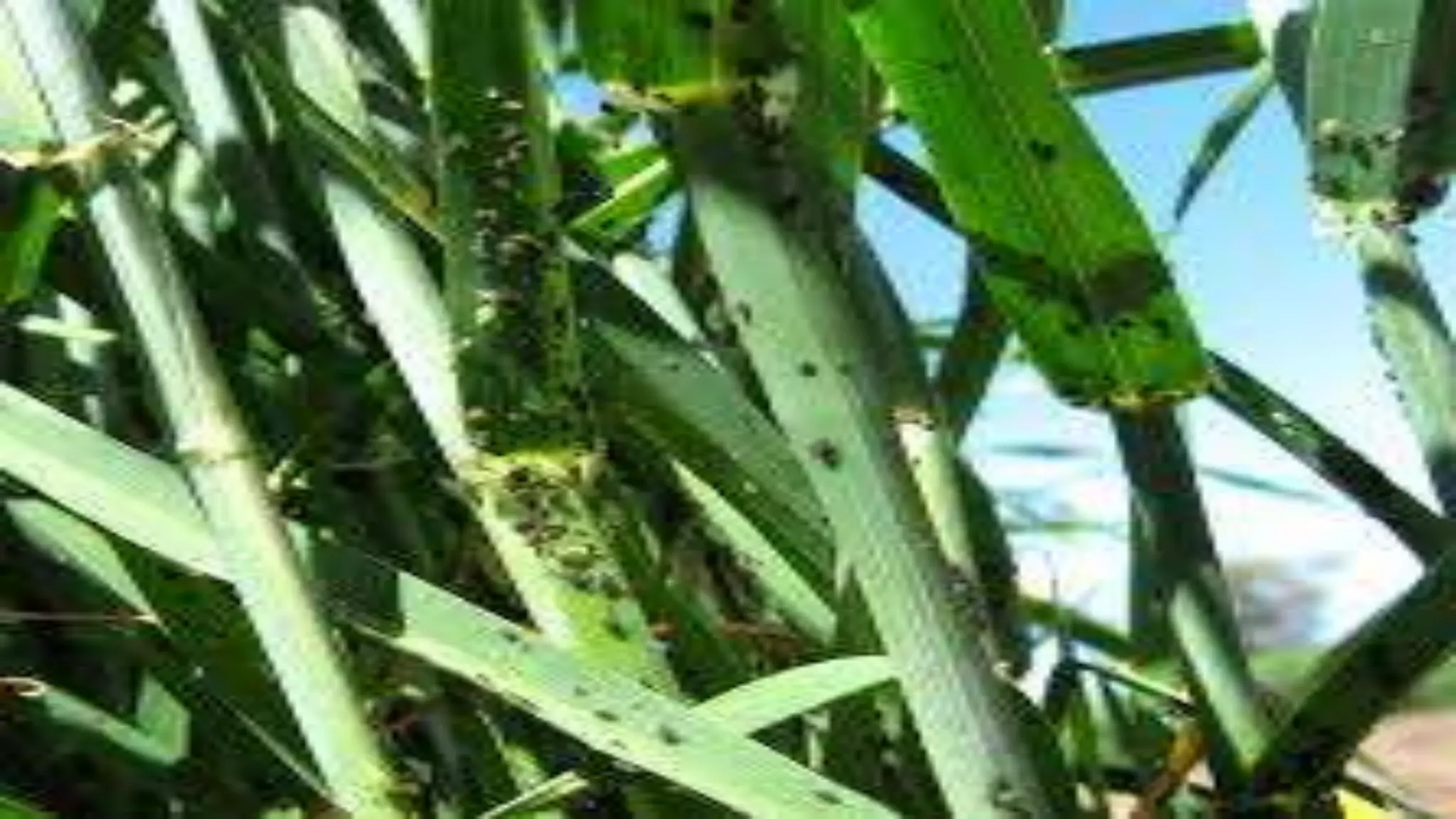 Pests of wheat | PPTX