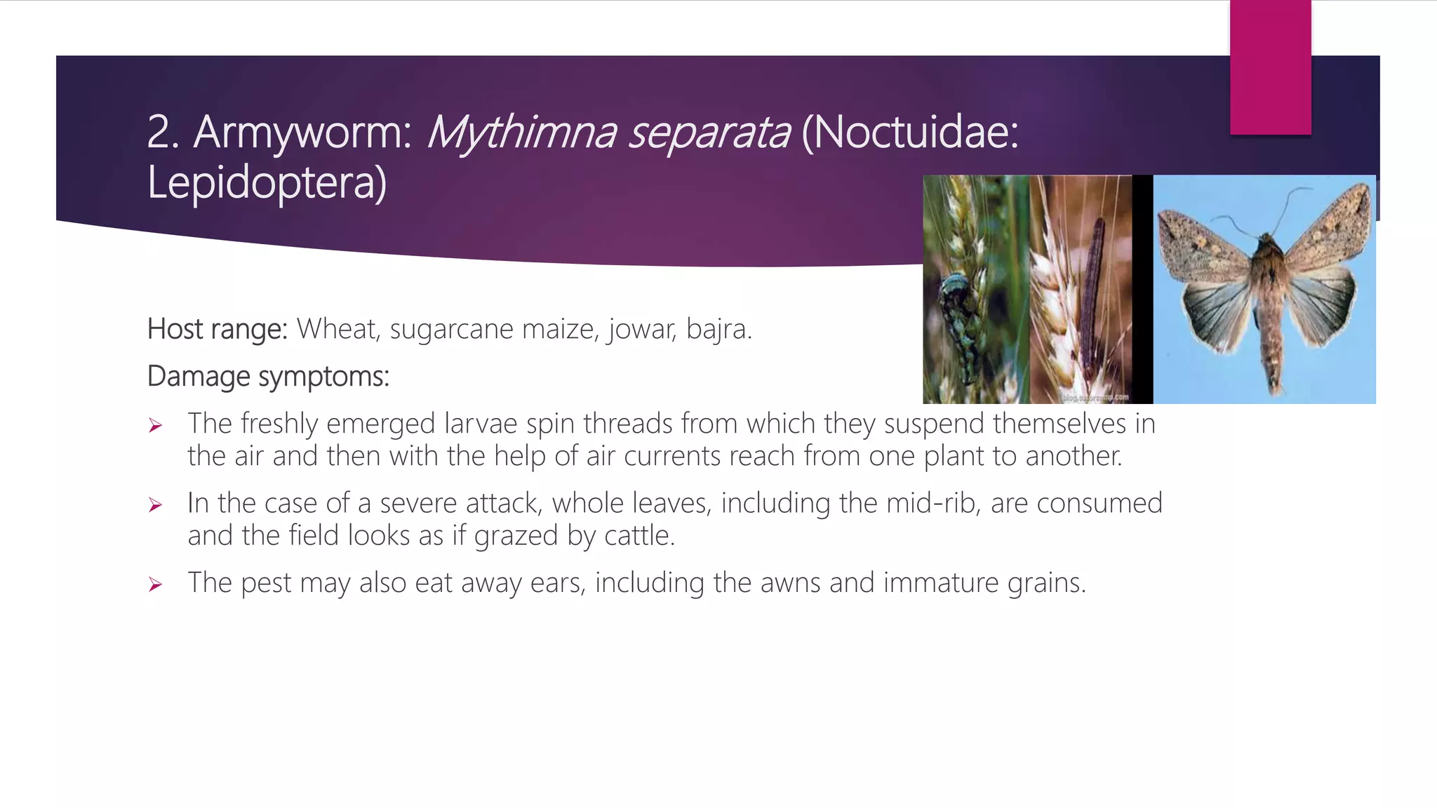 Pests of wheat | PPTX