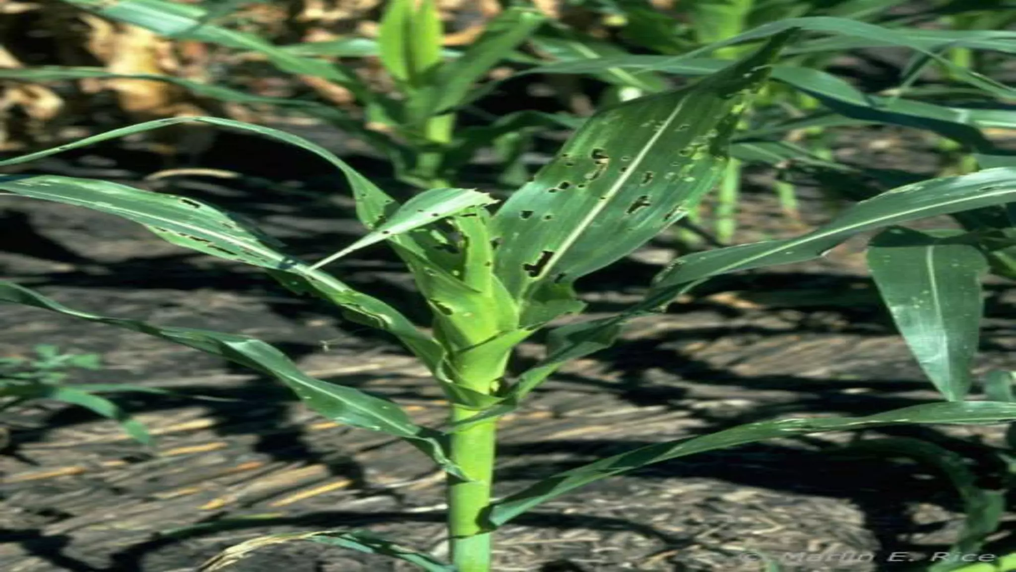 Pests of wheat | PPTX