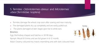 Pests of wheat | PPTX