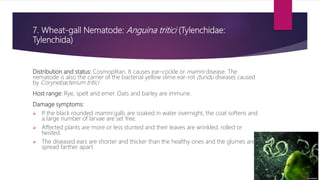 Pests of wheat | PPTX