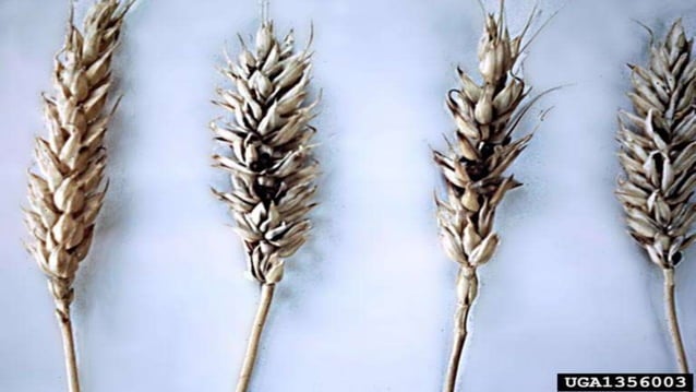 Pests of wheat | PPTX