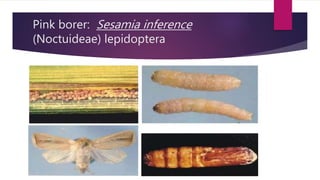 Pests of wheat | PPTX