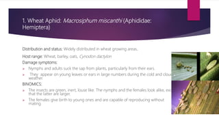 Pests of wheat | PPTX