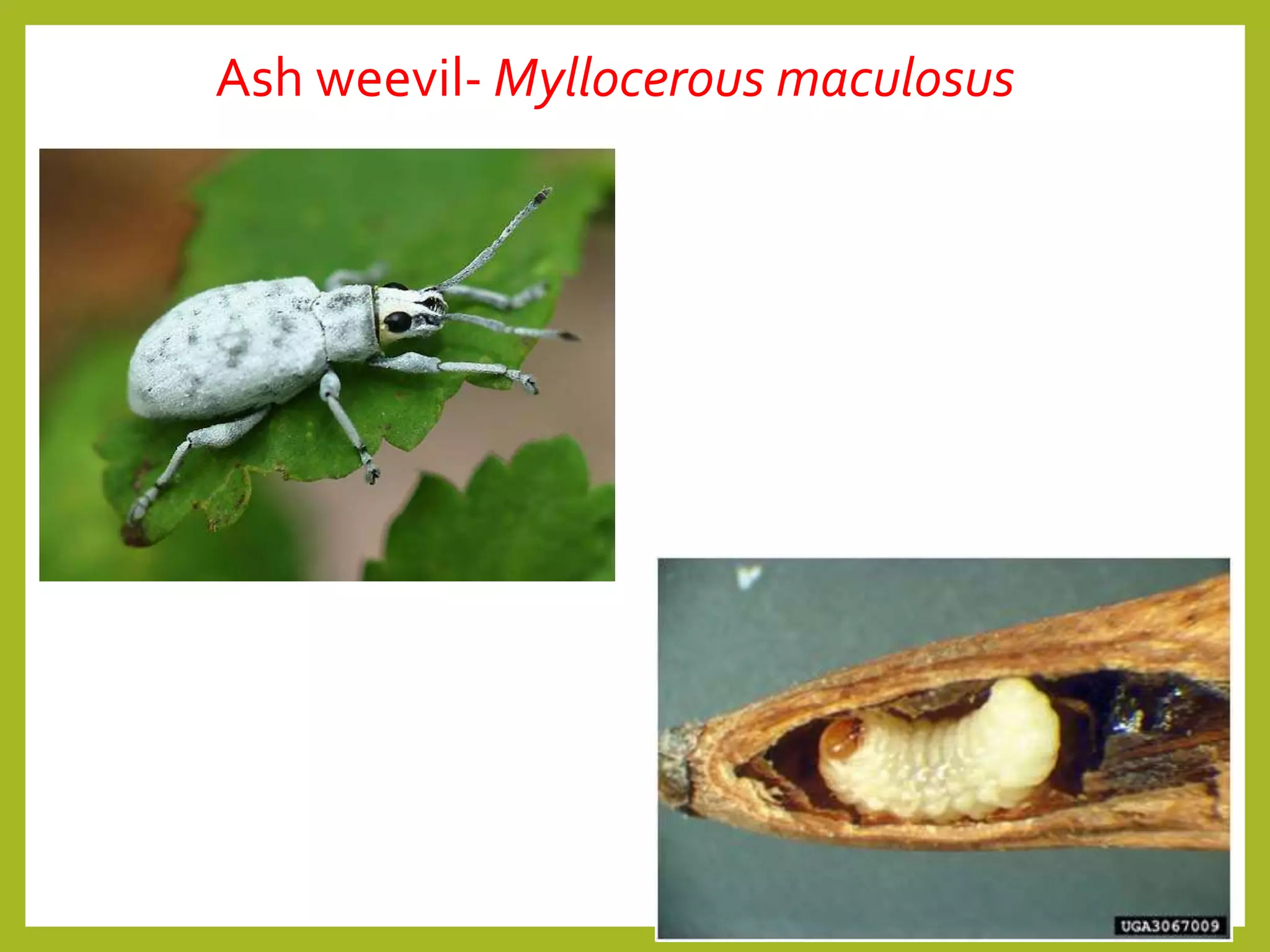 pests on millet.pptx