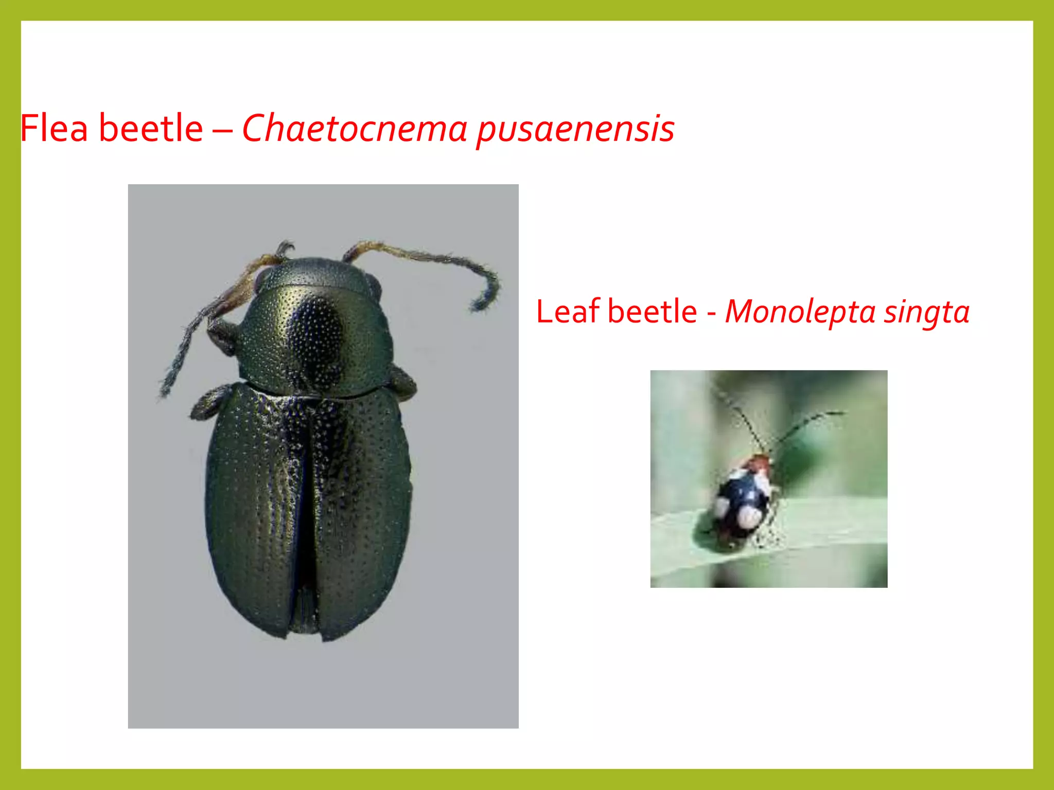 pests on millet.pptx