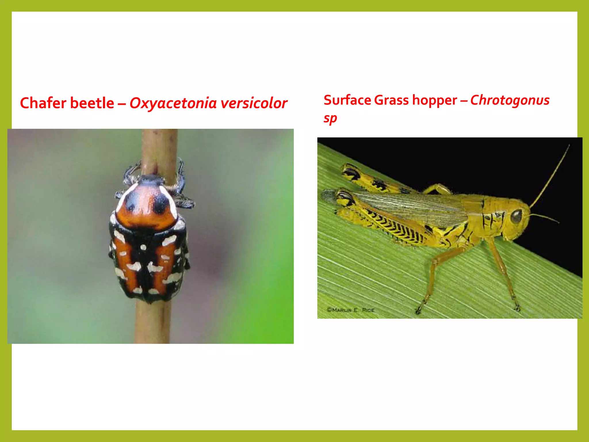 pests on millet.pptx