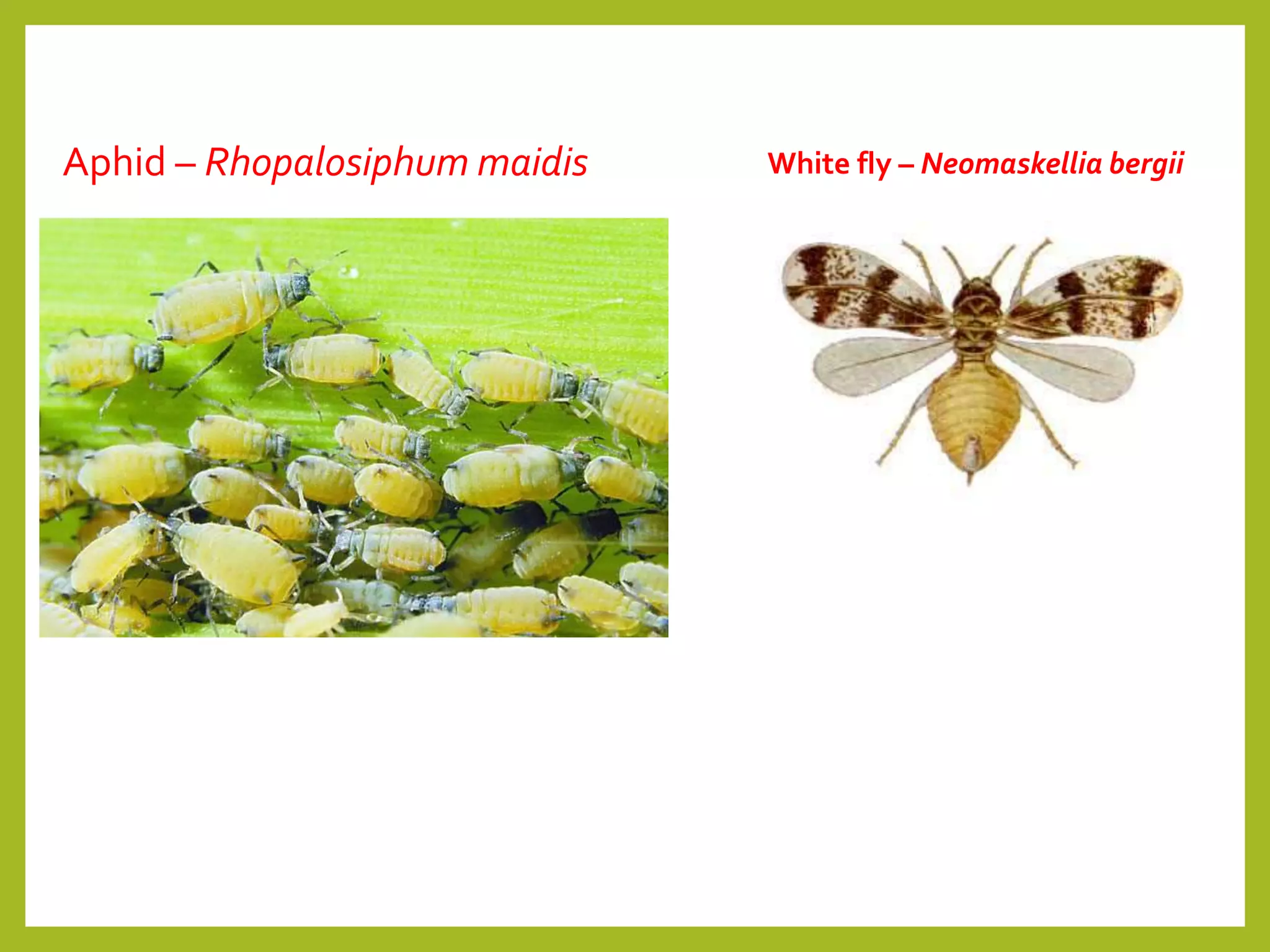 pests on millet.pptx