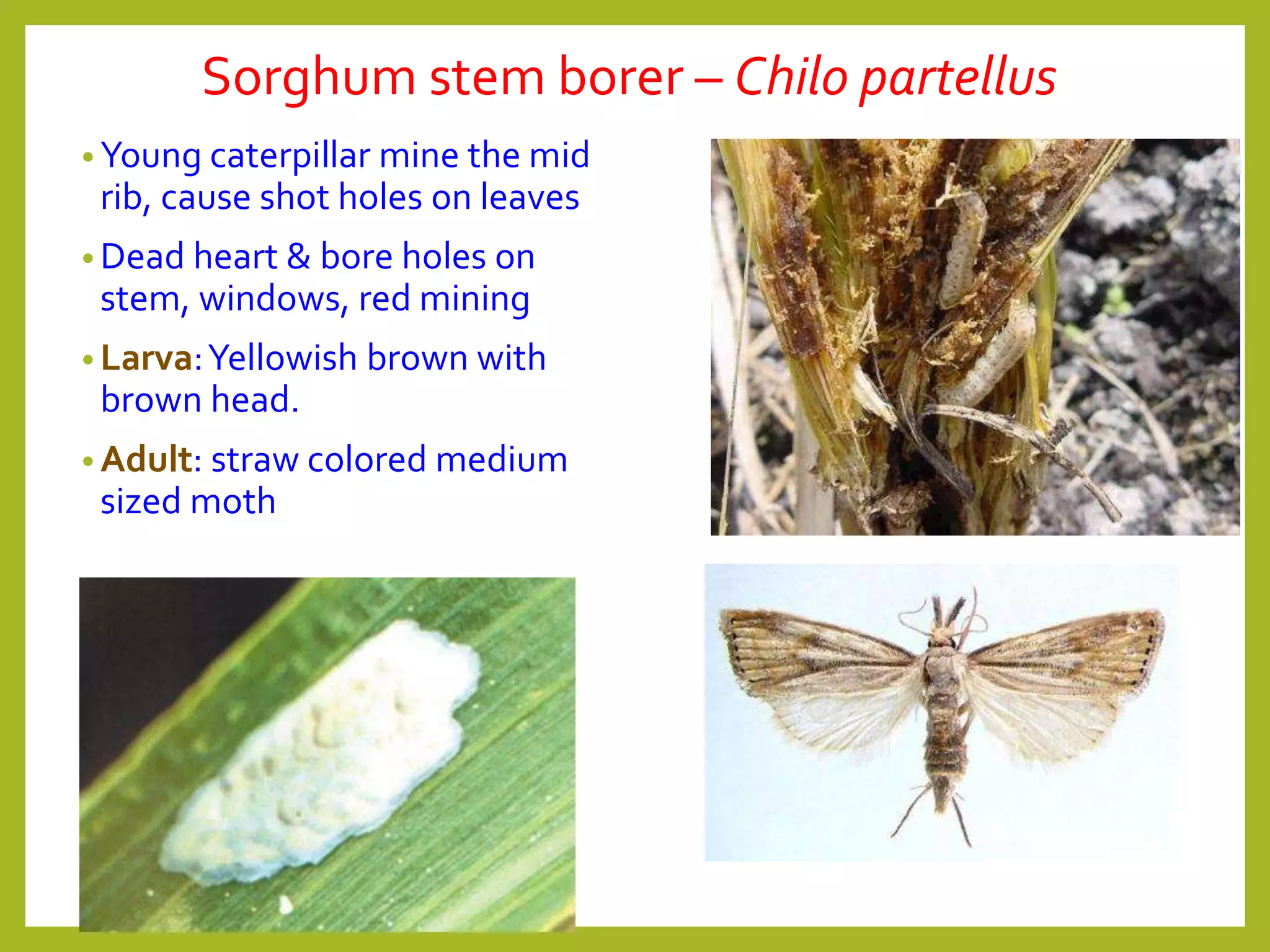 pests on millet.pptx