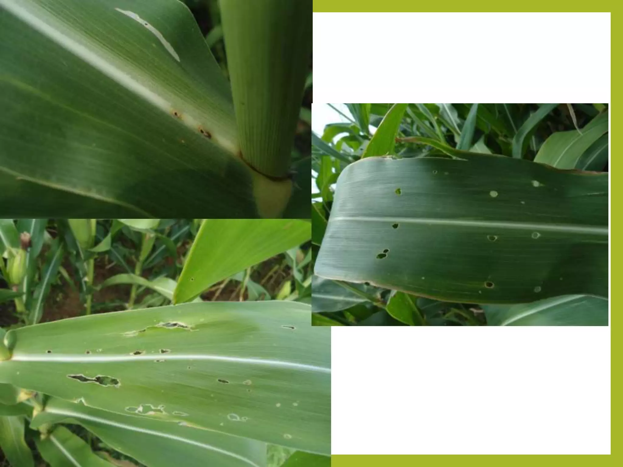 pests on millet.pptx