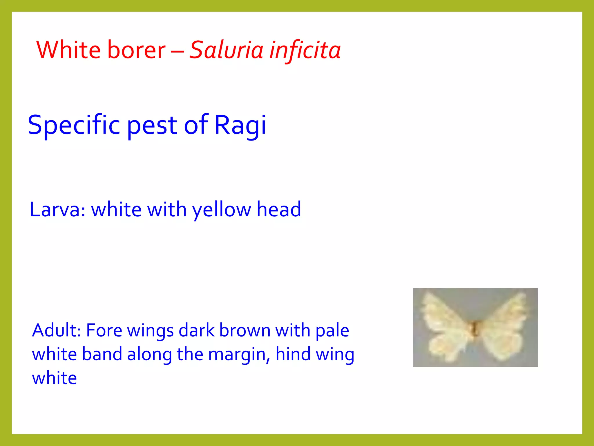 pests on millet.pptx