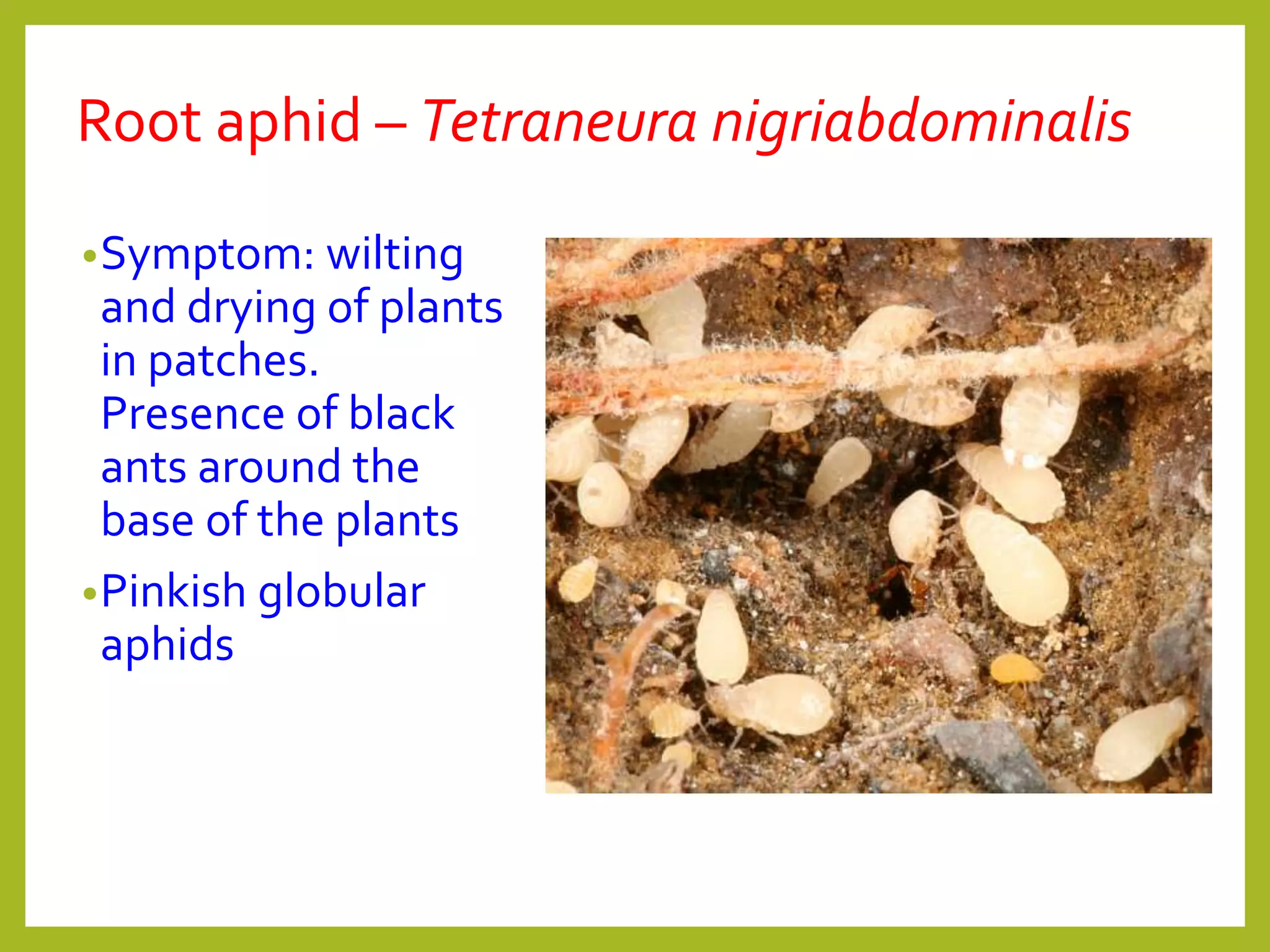 pests on millet.pptx
