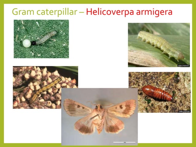 pests on millet.pptx