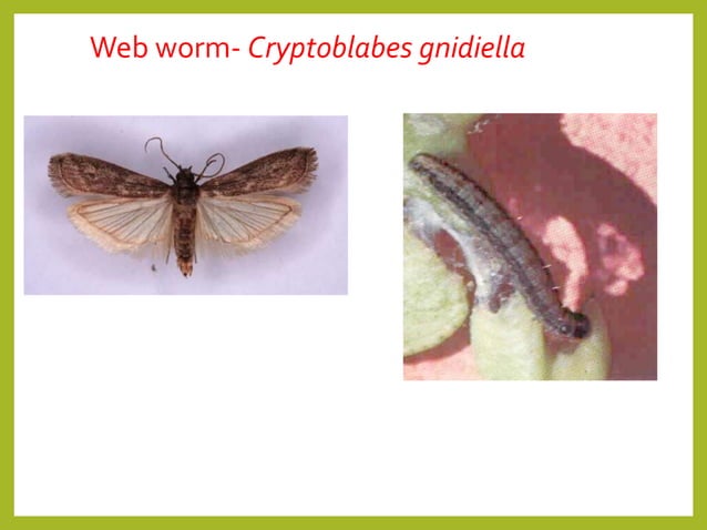 pests on millet.pptx