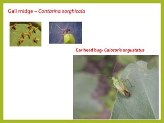 pests on millet.pptx