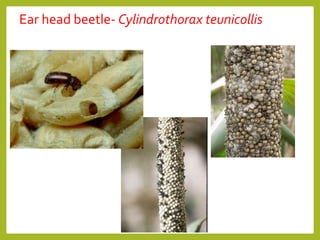 pests on millet.pptx