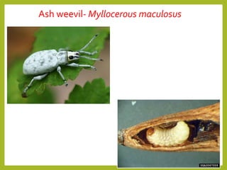 pests on millet.pptx