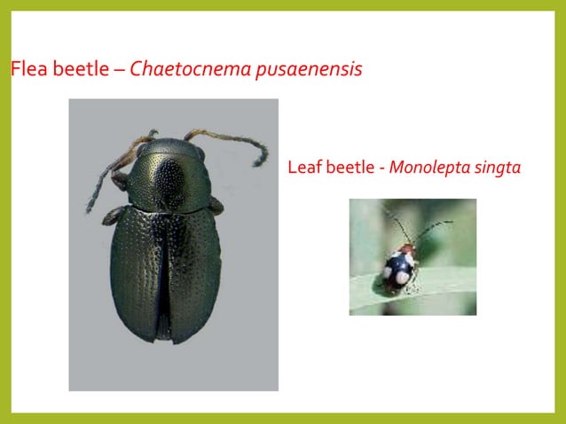 pests on millet.pptx