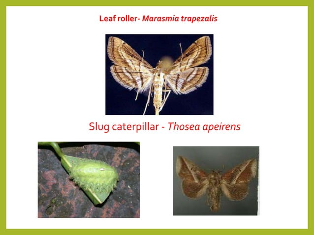 pests on millet.pptx