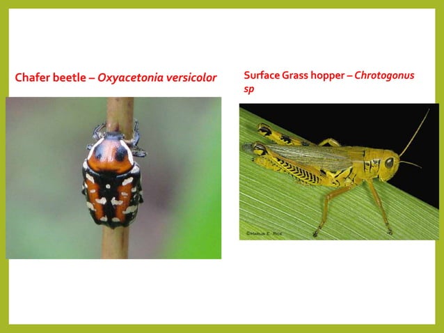 pests on millet.pptx