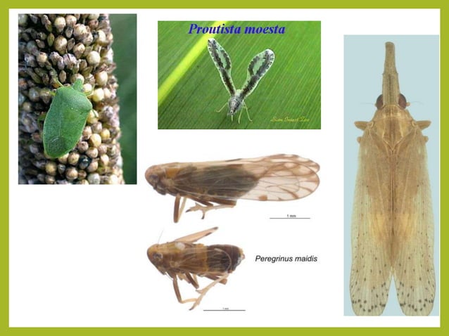 pests on millet.pptx