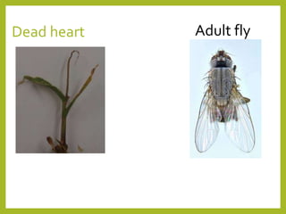 pests on millet.pptx