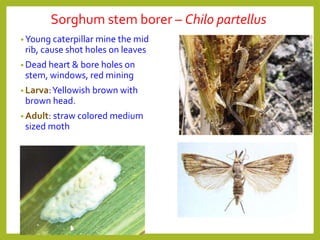 pests on millet.pptx