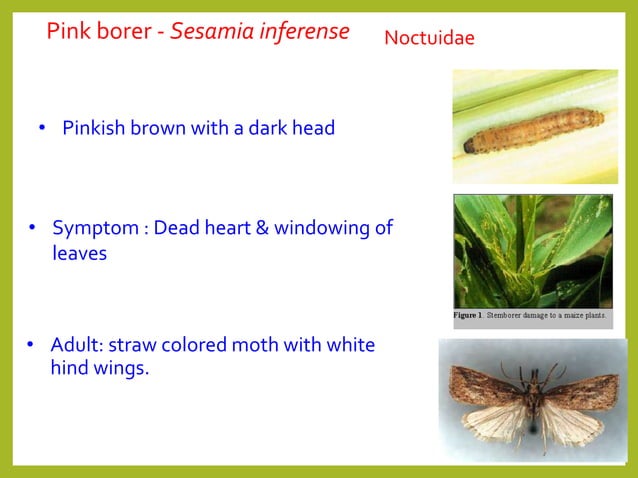 pests on millet.pptx