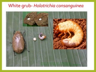 pests on millet.pptx