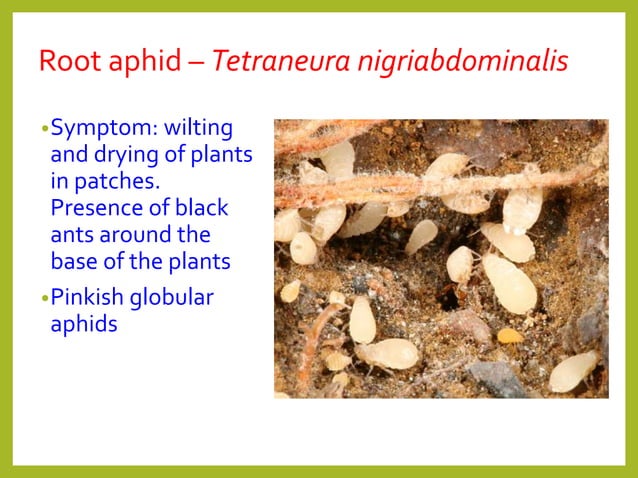 pests on millet.pptx