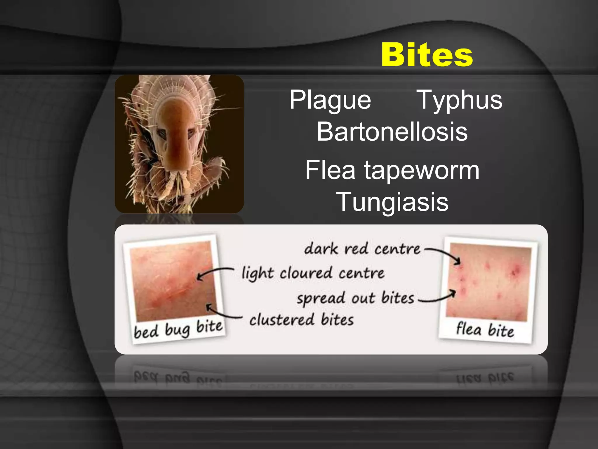 Predators: Bed Bugs, Scabies and more | PPTX