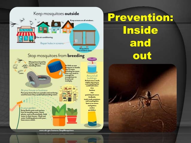 Predators: Bed Bugs, Scabies and more | PPTX | Infectious Diseases | Diseases and Conditions