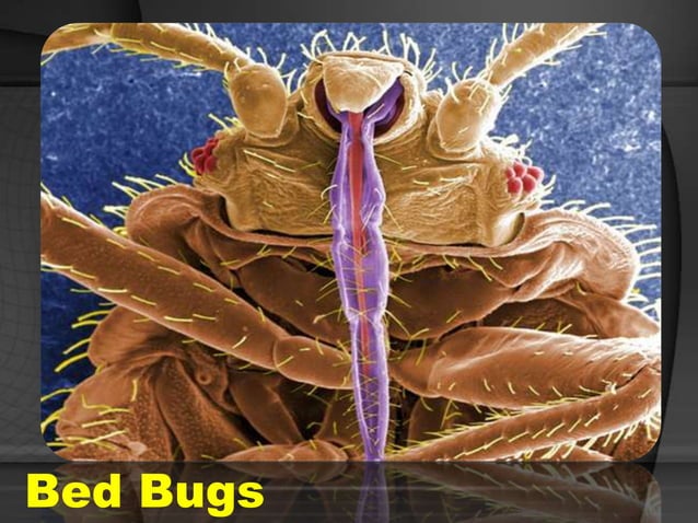 Predators: Bed Bugs, Scabies and more | PPTX | Infectious Diseases | Diseases and Conditions