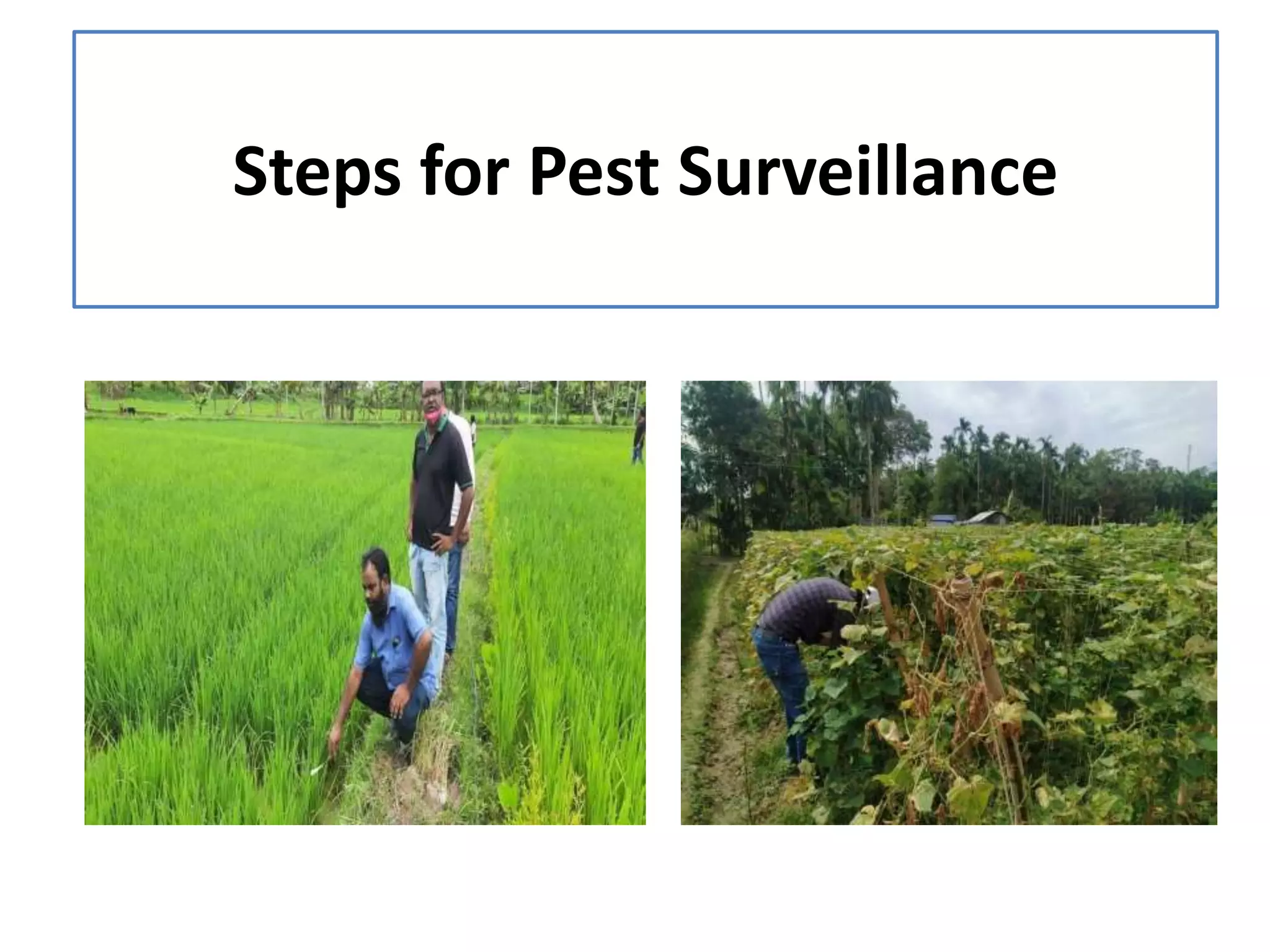 Pest Survey and Surveillance.pptx