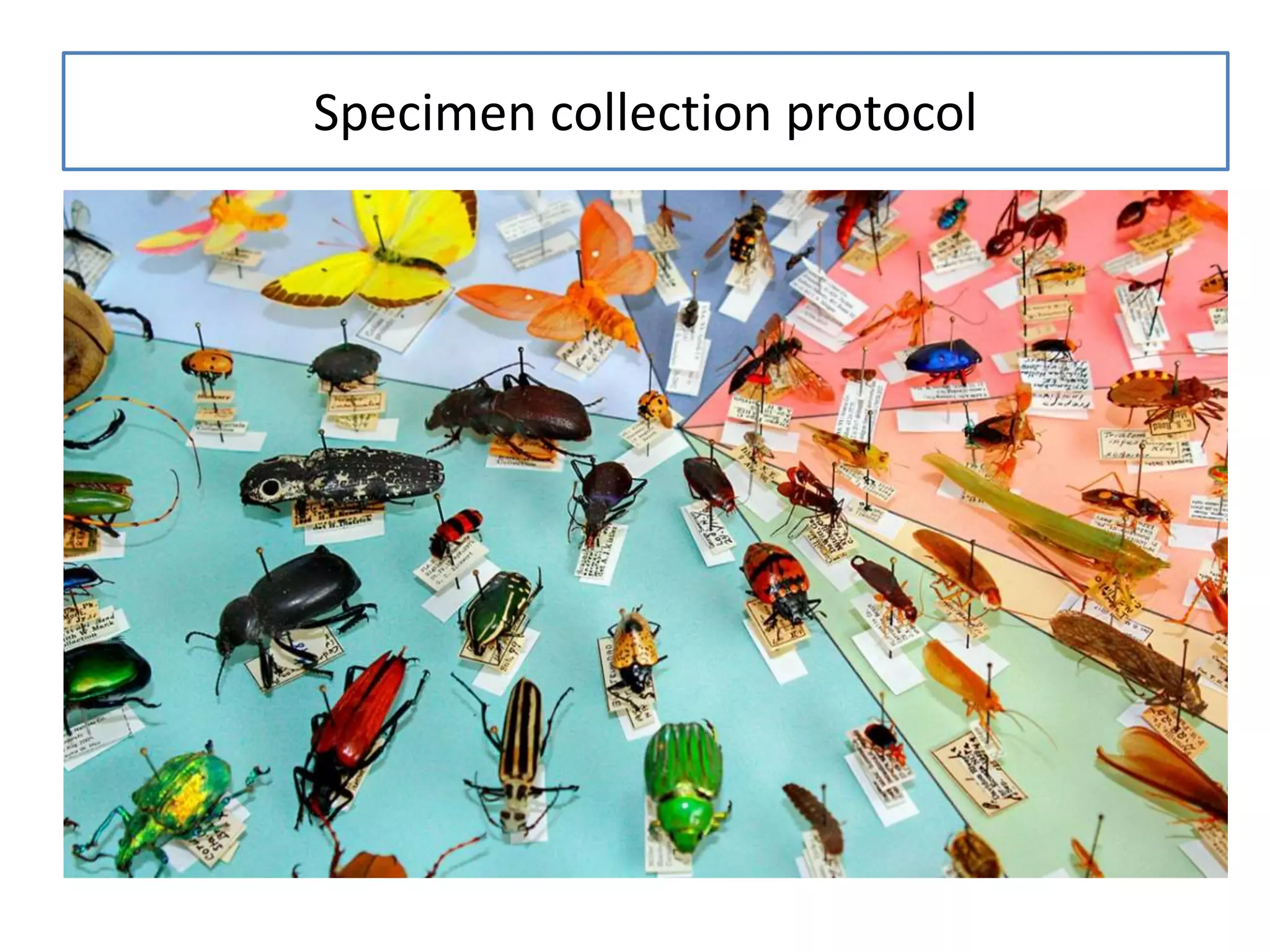 Pest Survey and Surveillance.pptx