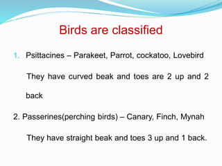 pet-birds.and their different classification pdf | PDF
