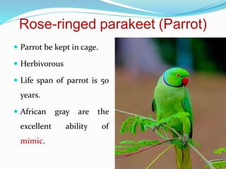 pet-birds.and their different classification pdf | PDF