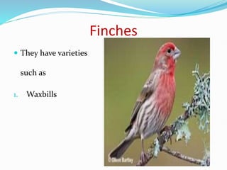 pet-birds.and their different classification pdf | PDF