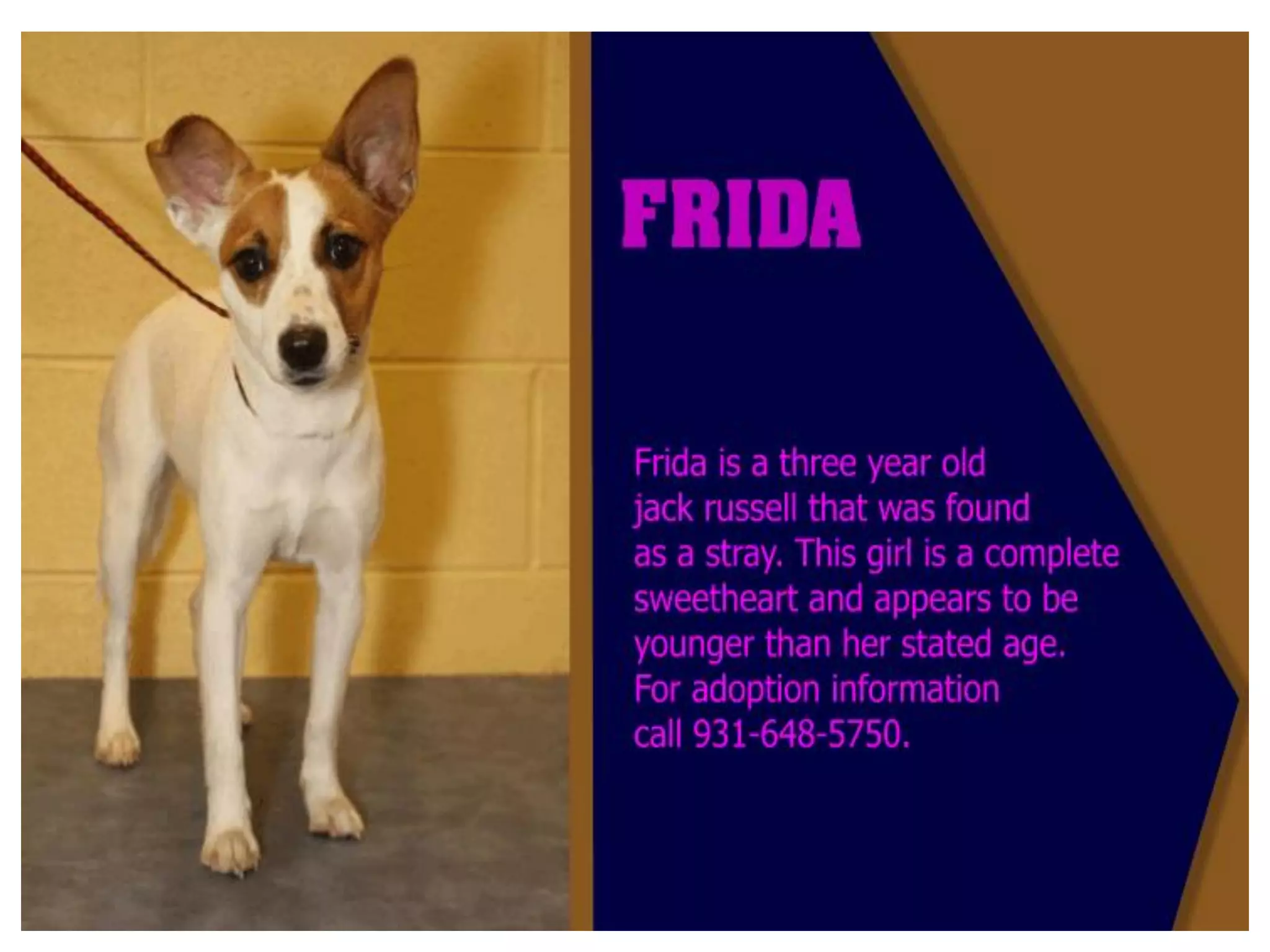 Pet Adoption - It's a Forever Home for a Dog or Cat! | PDF