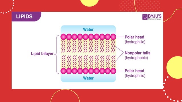 Petalbo, Elvin E. (LIPIDS Powerpoint PPT | PPT