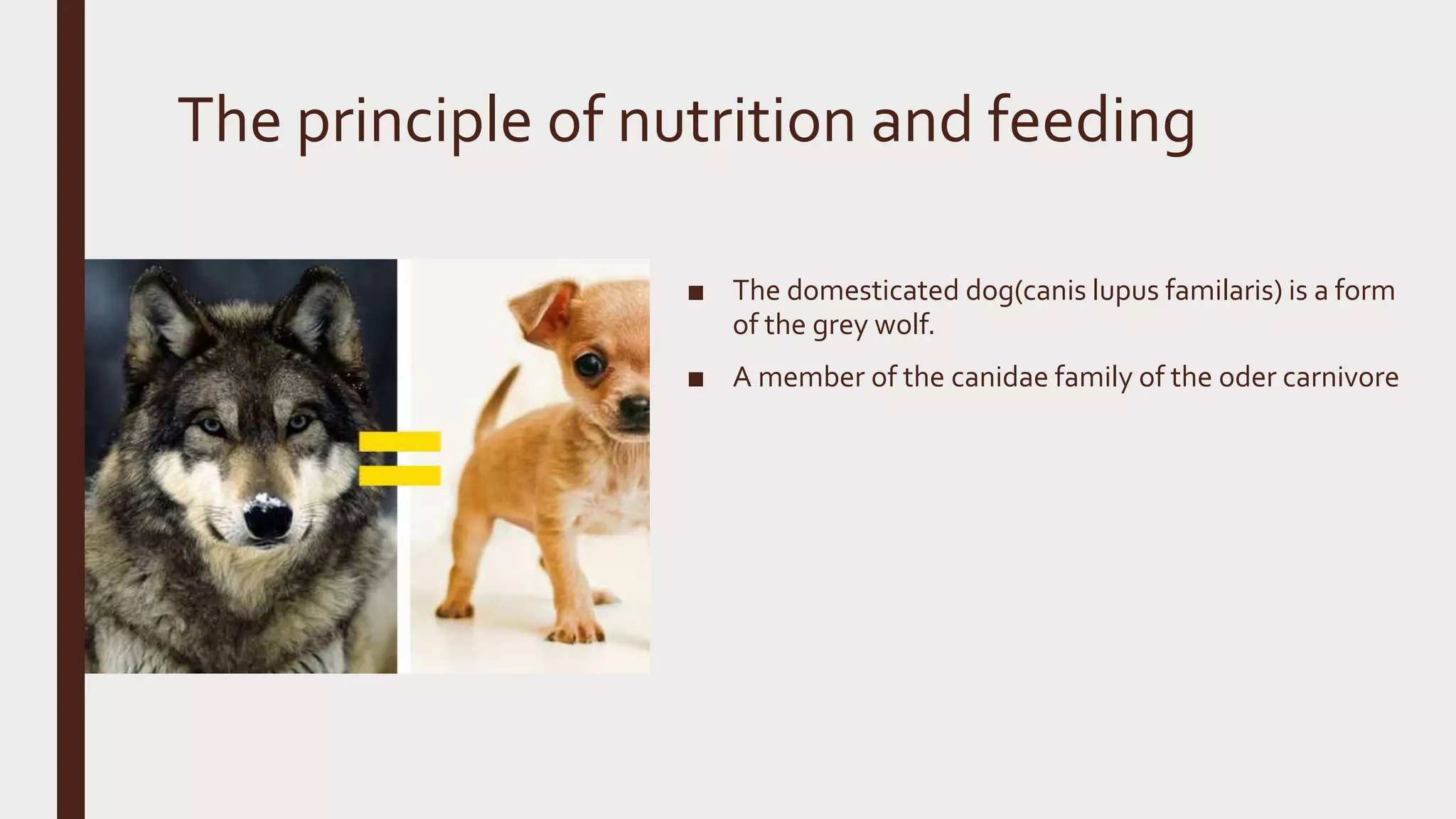 Pet animal nutrition | PPTX