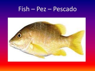 Pet animals english spanish | PPTX