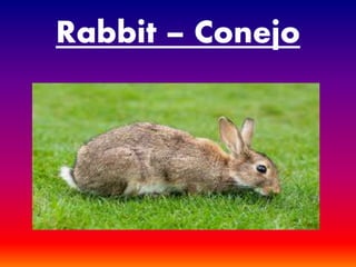 Pet animals english spanish | PPTX