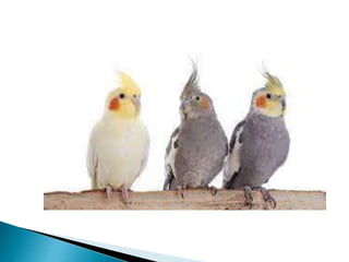 Pet birds management | PPTX