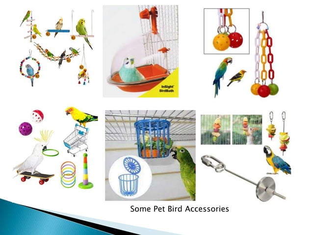 Pet birds management | PPTX