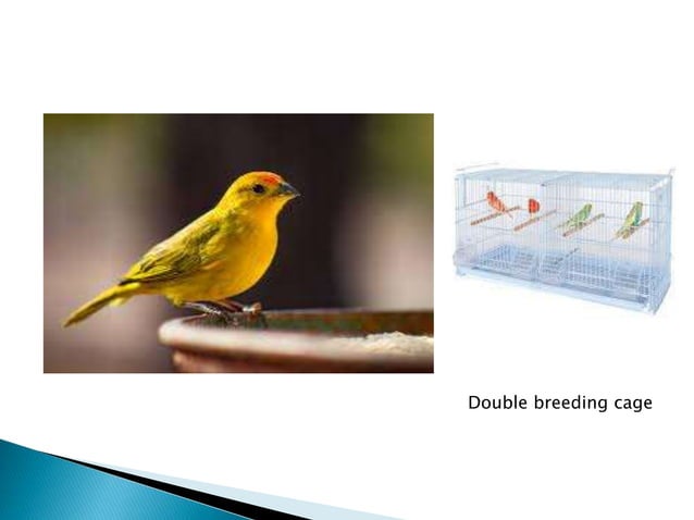 Pet birds management | PPTX