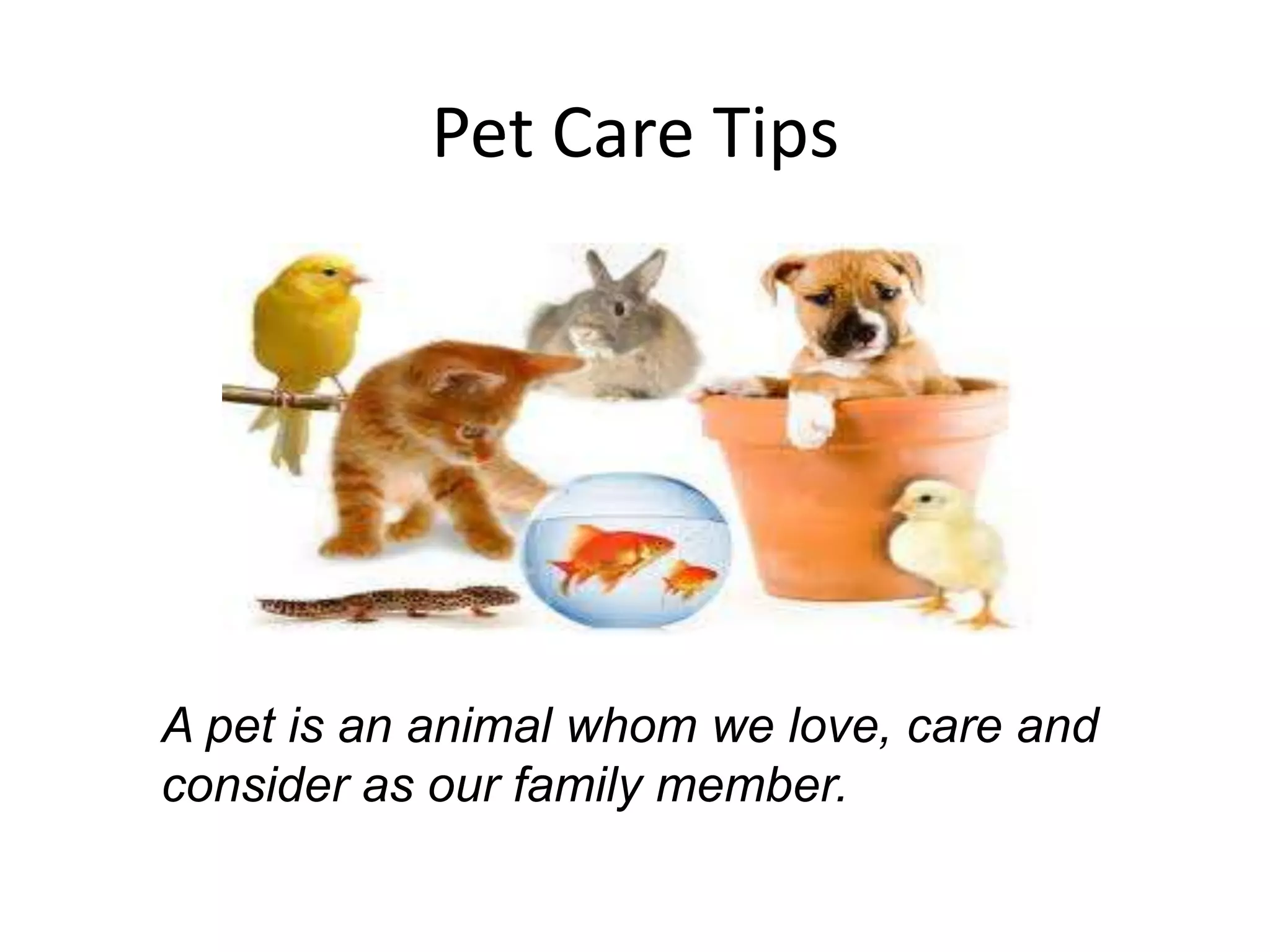 Pet care tips | PPTX