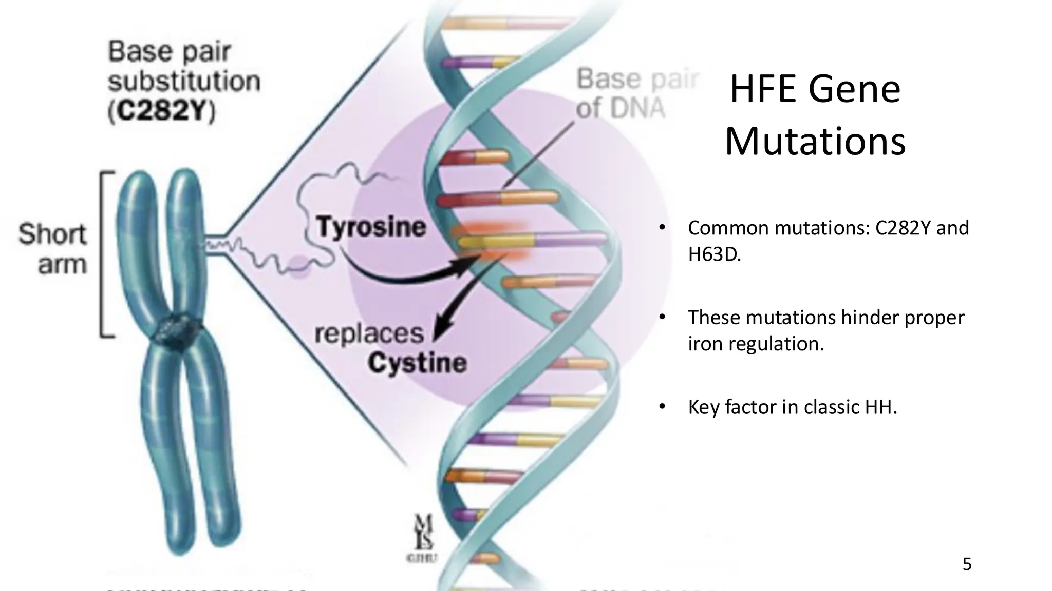 PetchaKutcha - Hereditary Hemochromatosis.pdf